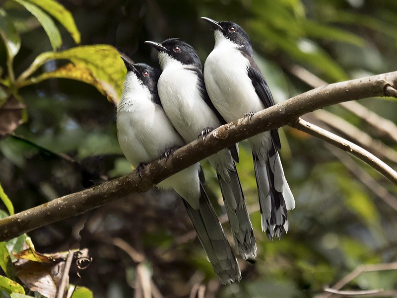 Black-backed Sibia - eBird