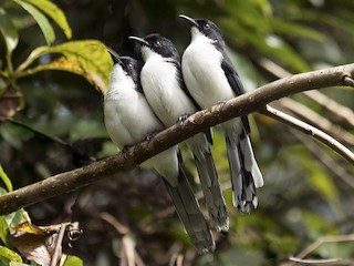 Black-backed Sibia - eBird