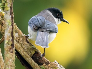 Black-backed Sibia - eBird