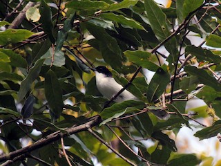 Black-backed Sibia - eBird