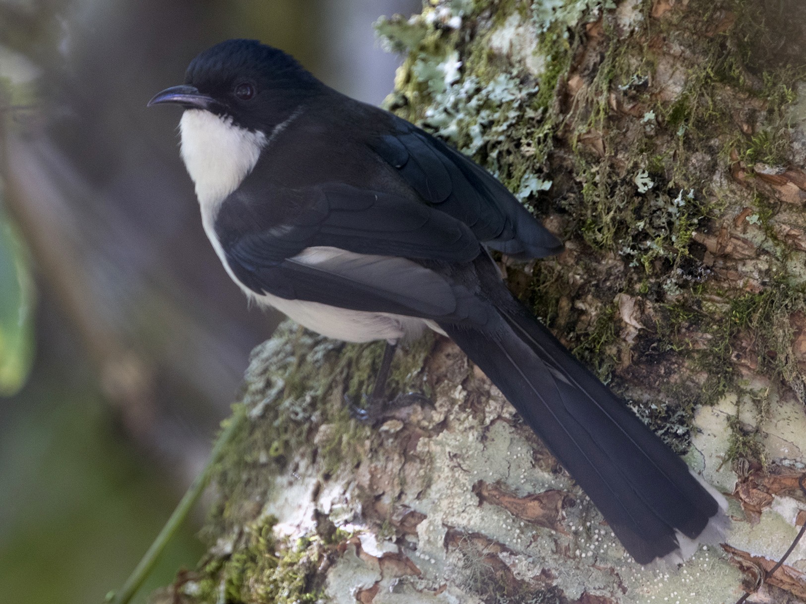 Black-backed Sibia - eBird