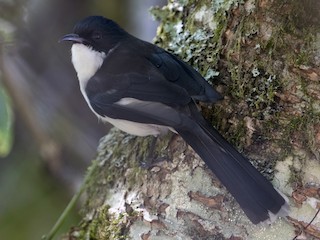 Black-backed Sibia - eBird