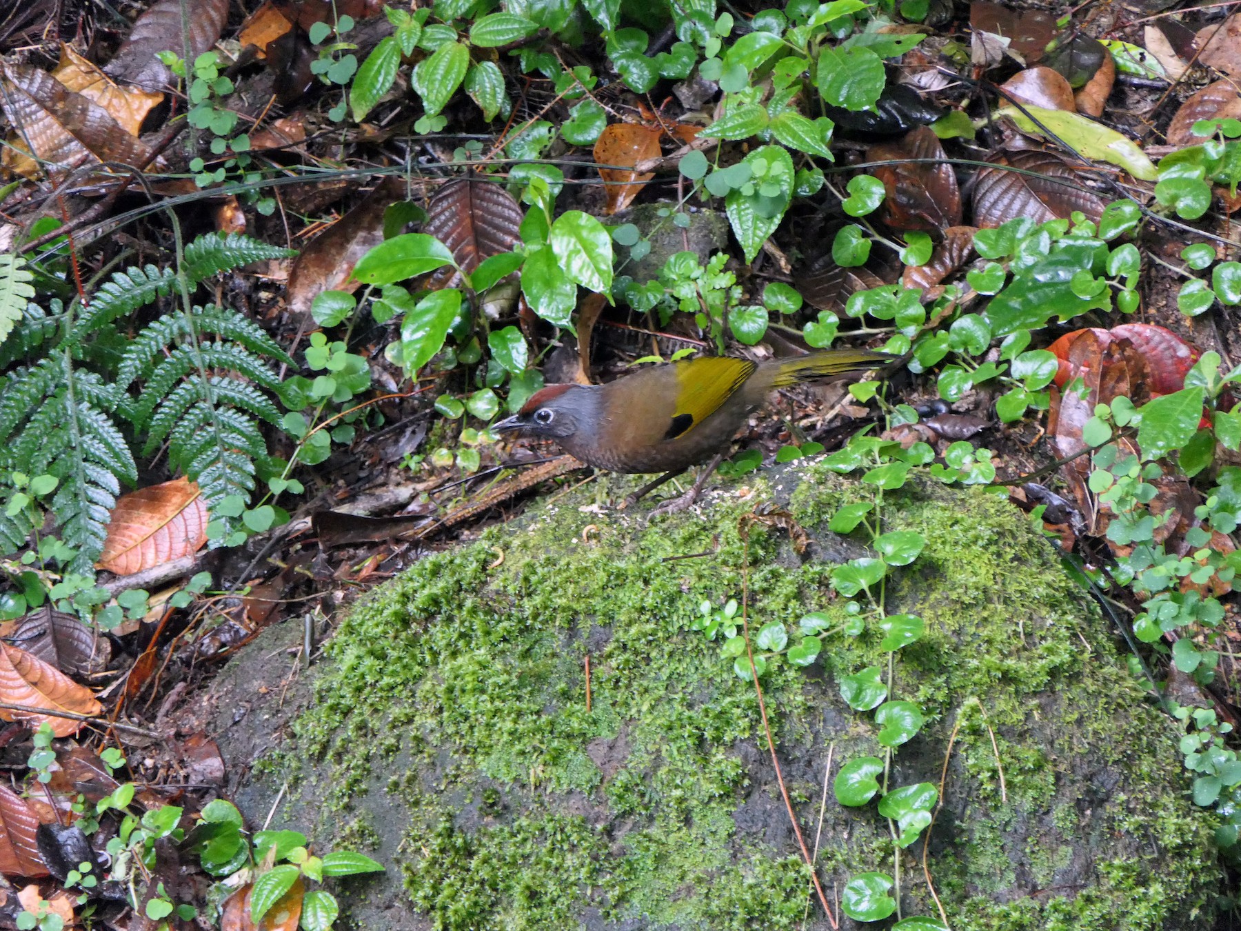Malayan Laughingthrush - eBird