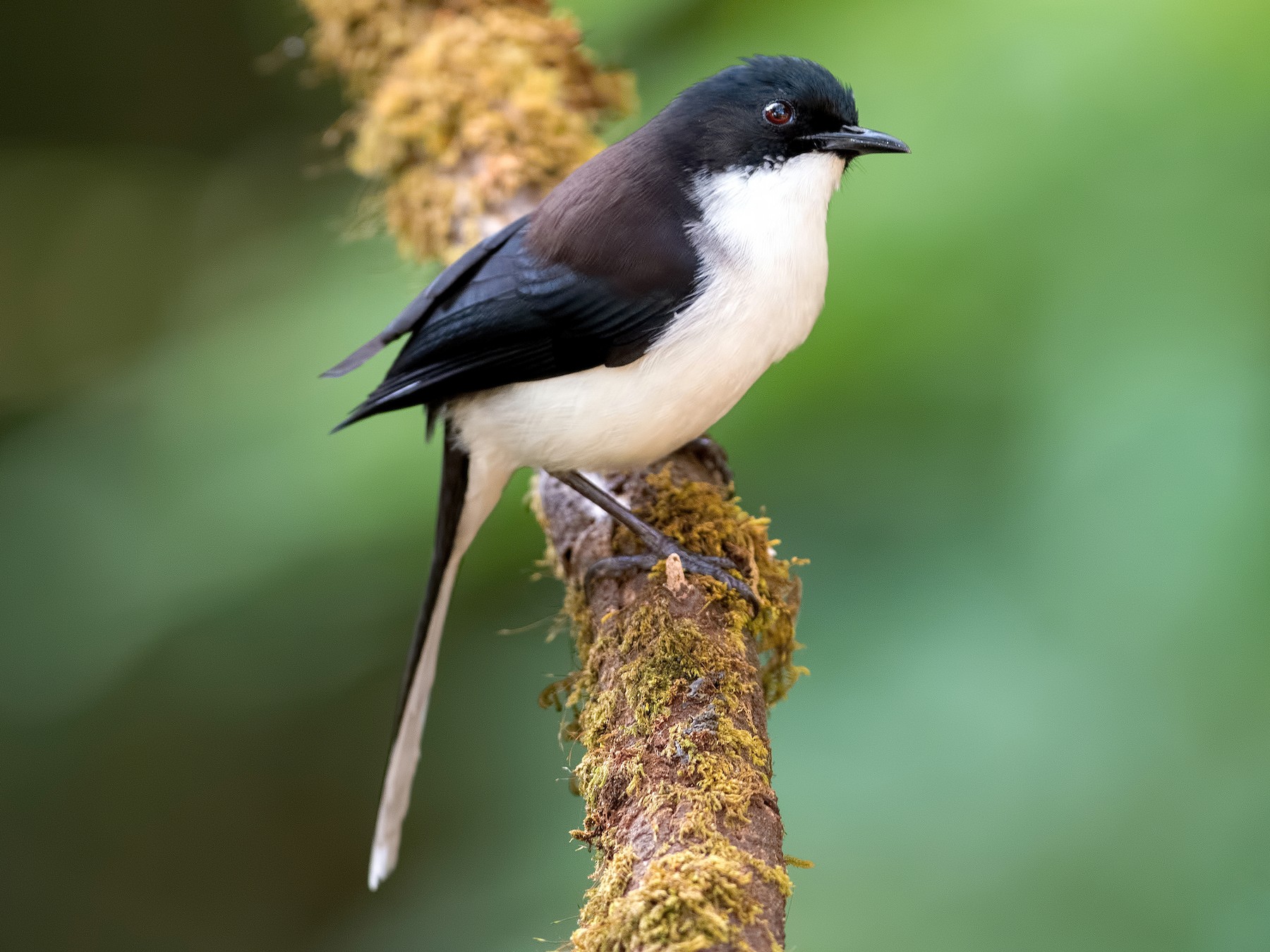 Black-backed Sibia - eBird
