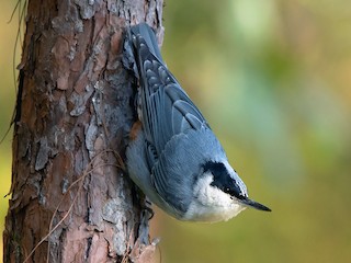 Giant Nuthatch - eBird