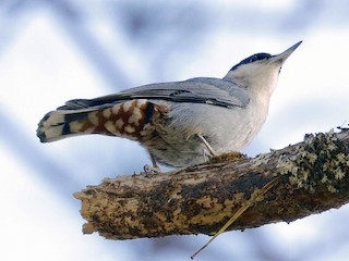 Giant Nuthatch - eBird