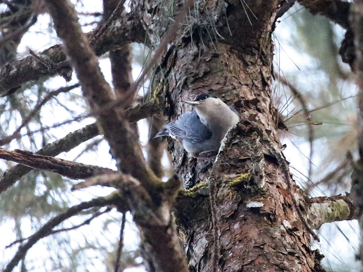Giant Nuthatch - eBird
