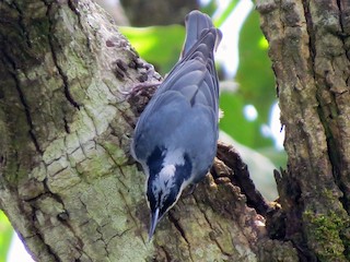Giant Nuthatch - eBird