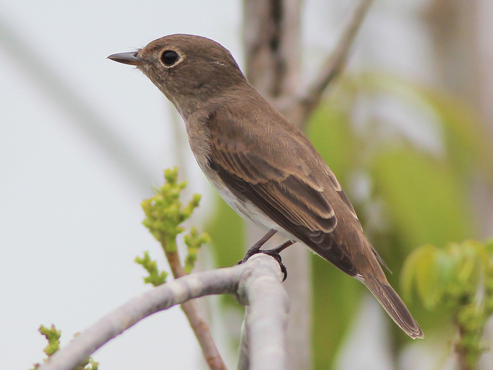 Brown-streaked Flycatcher - eBird