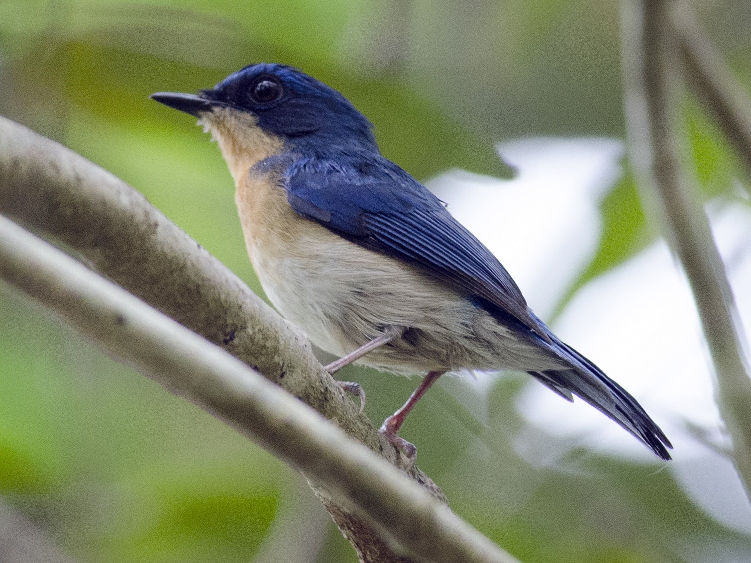Malaysian Blue Flycatcher - eBird