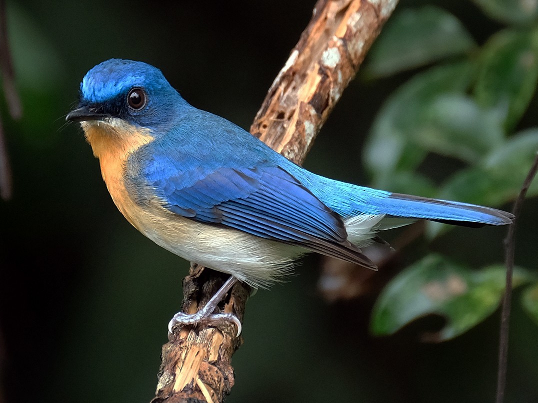 Malaysian Blue Flycatcher - eBird