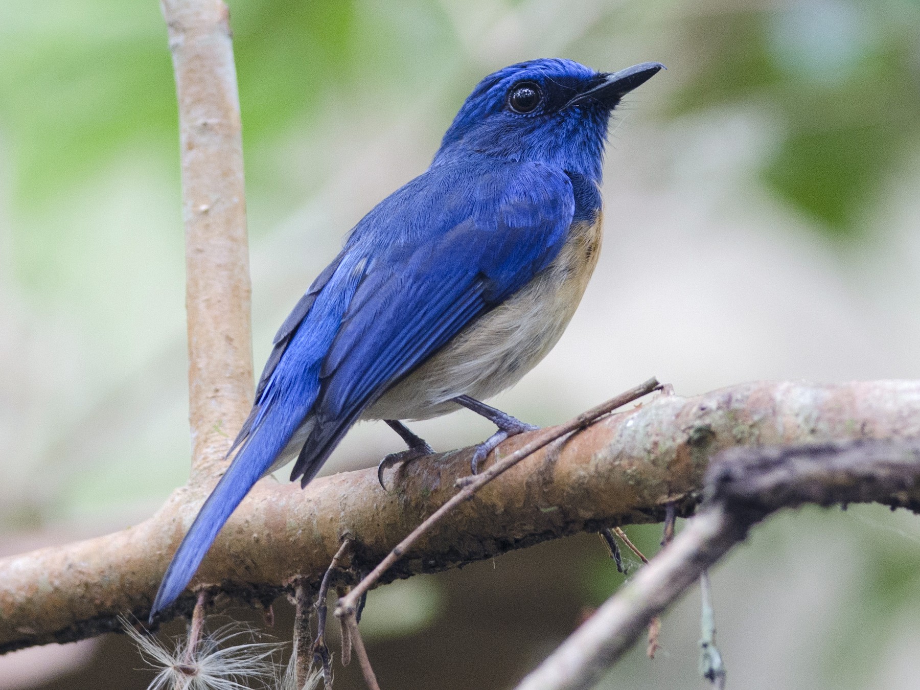 Malaysian Blue Flycatcher - eBird