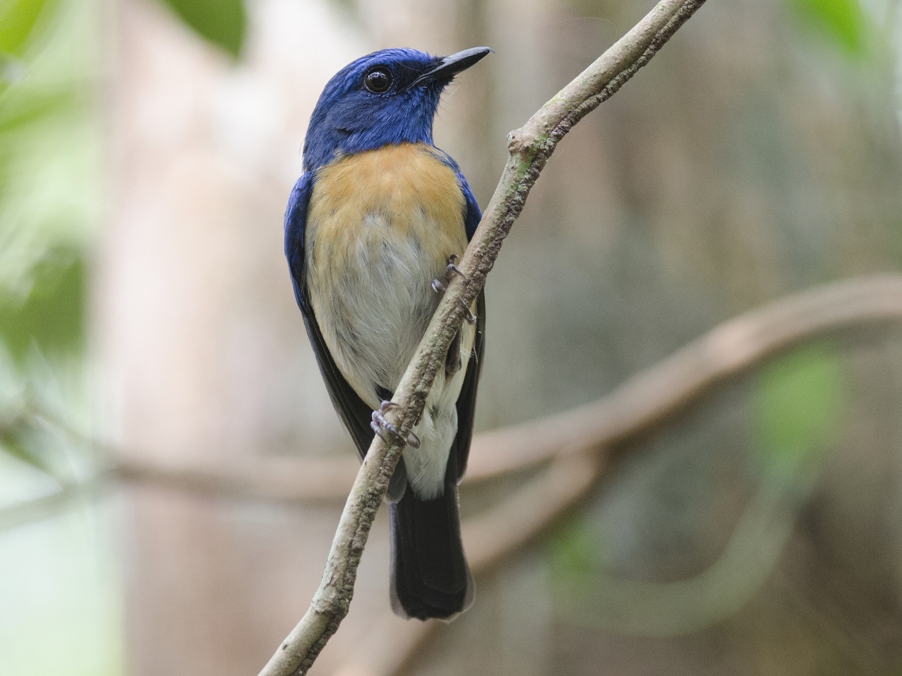 Malaysian Blue Flycatcher - eBird