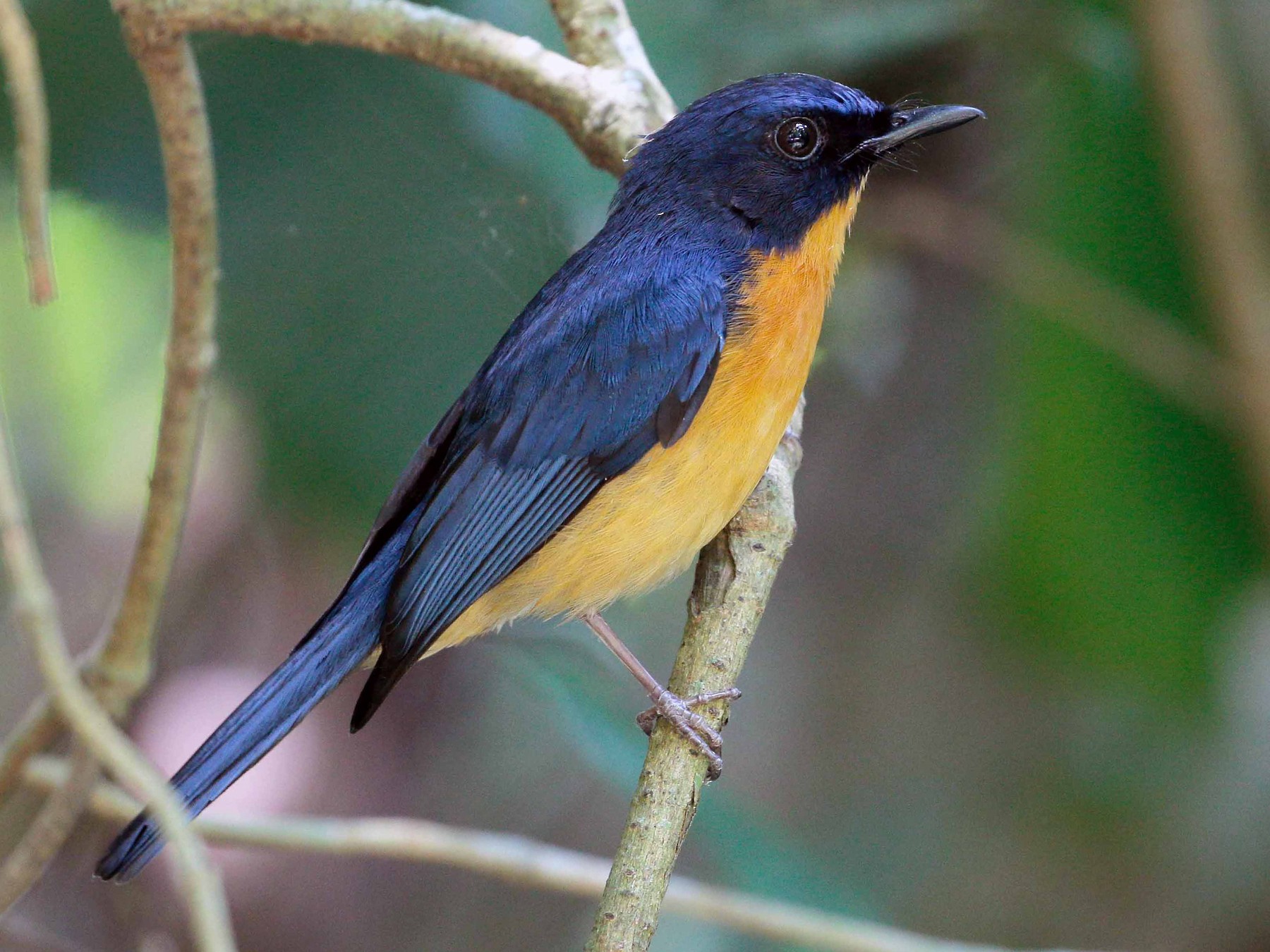 Mangrove Blue Flycatcher - eBird