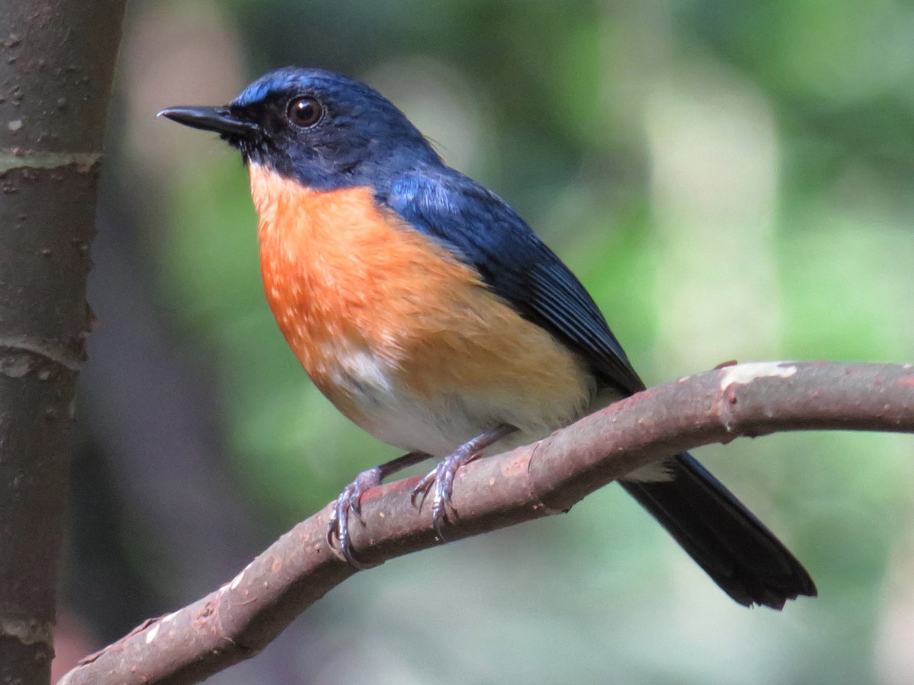 Mangrove Blue Flycatcher - eBird