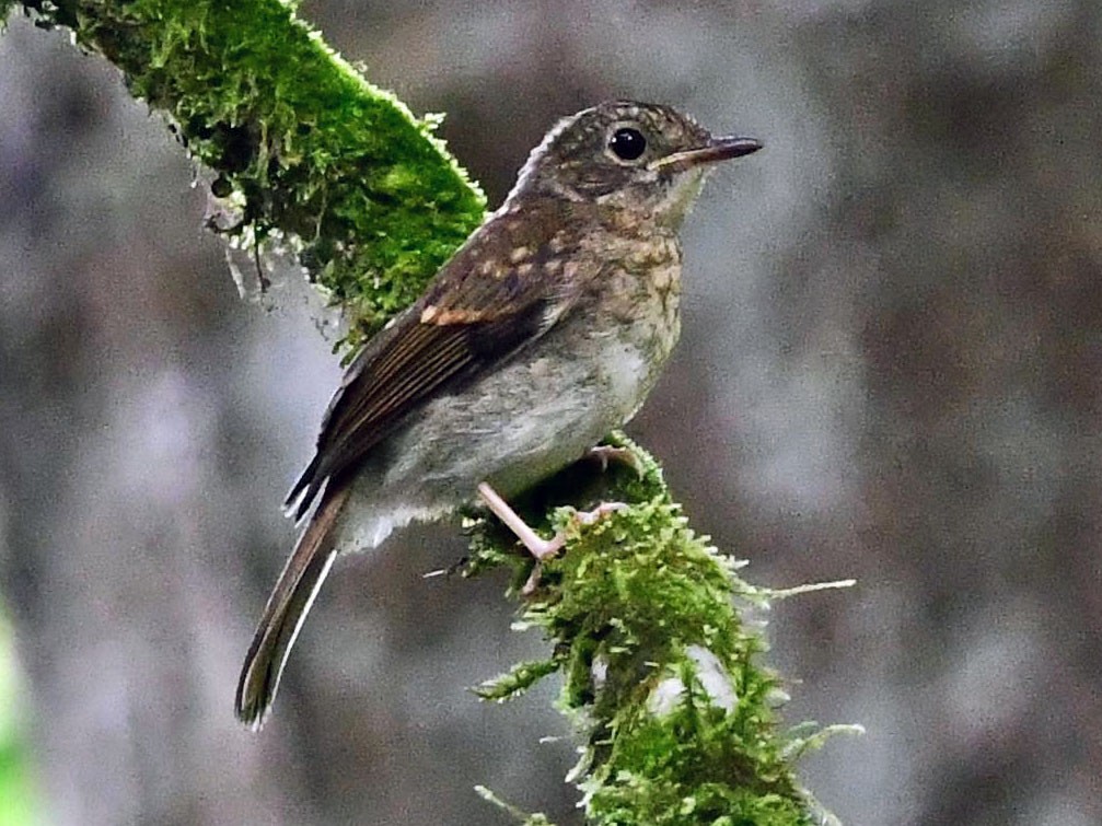 Fulvous-chested Jungle Flycatcher - eBird