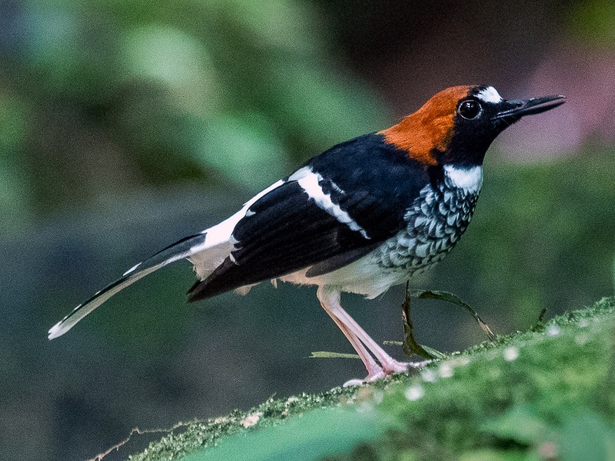 Chestnut-naped Forktail - eBird