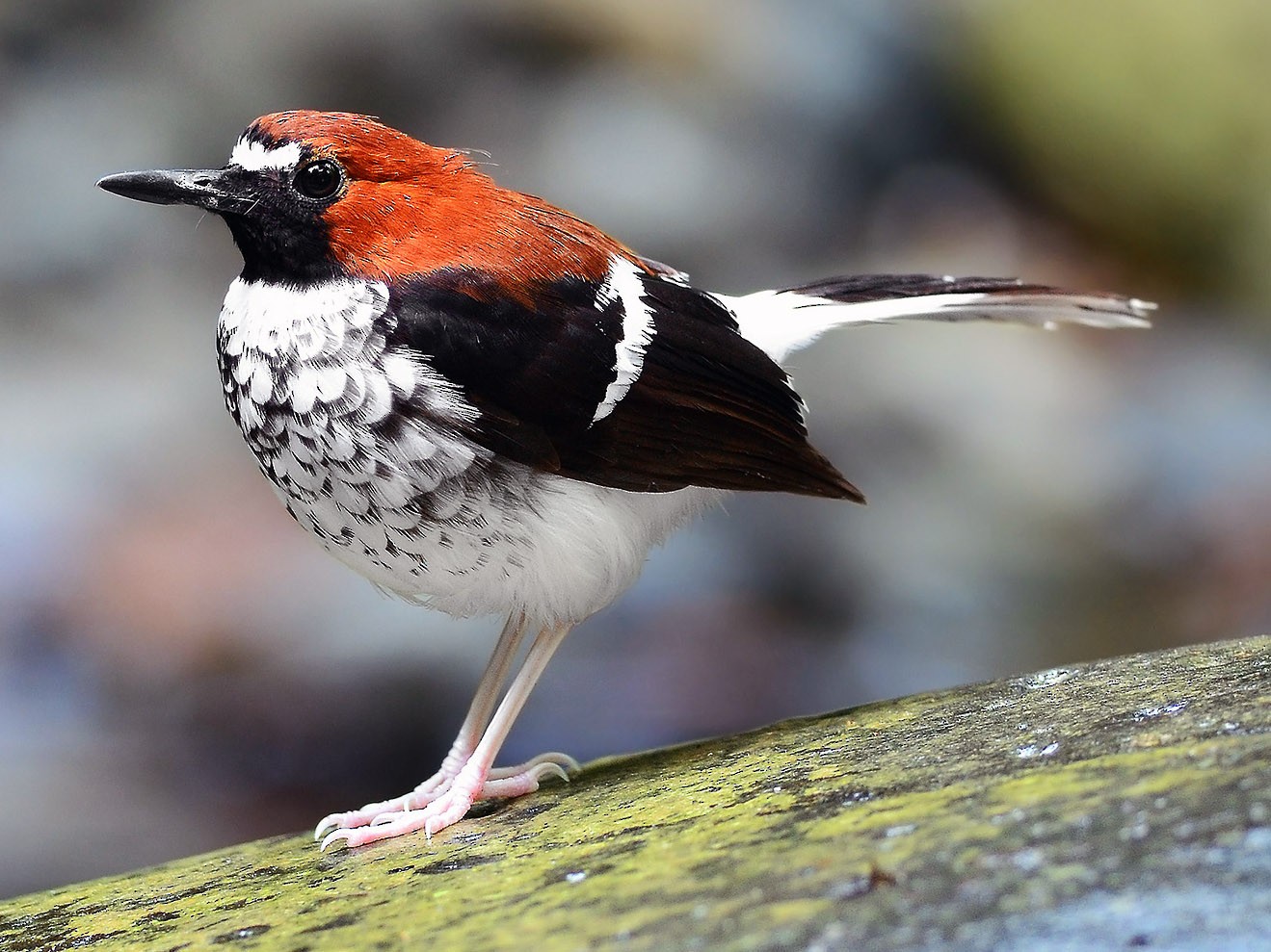 Chestnut-naped Forktail - eBird