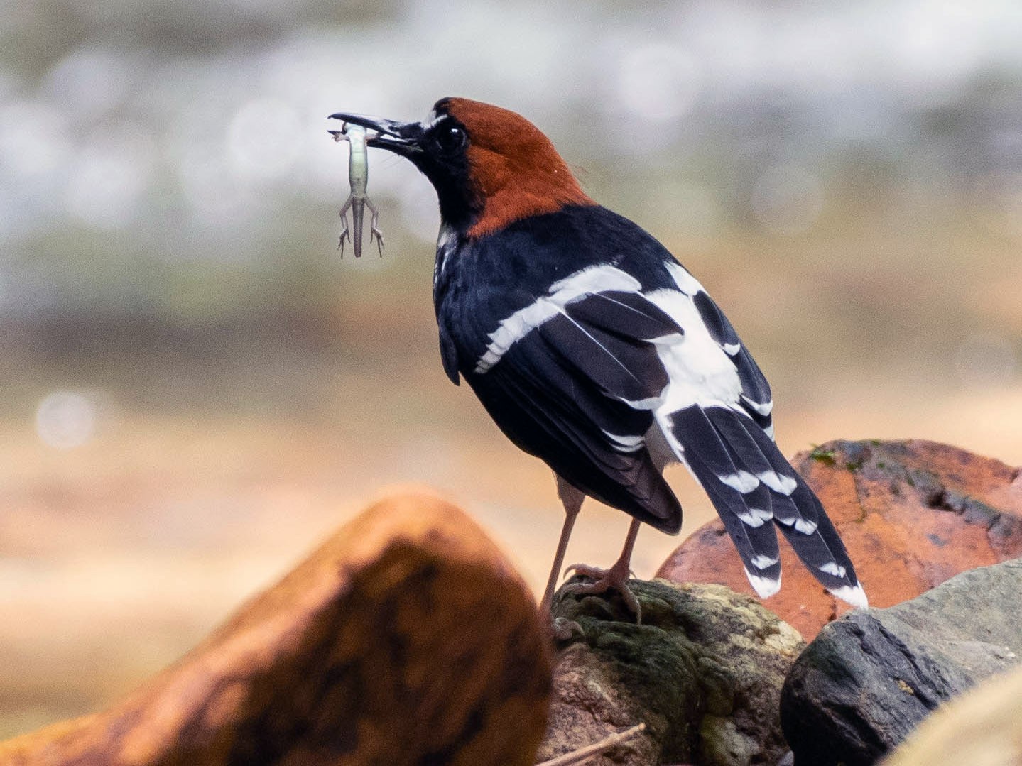 Chestnut-naped Forktail - eBird