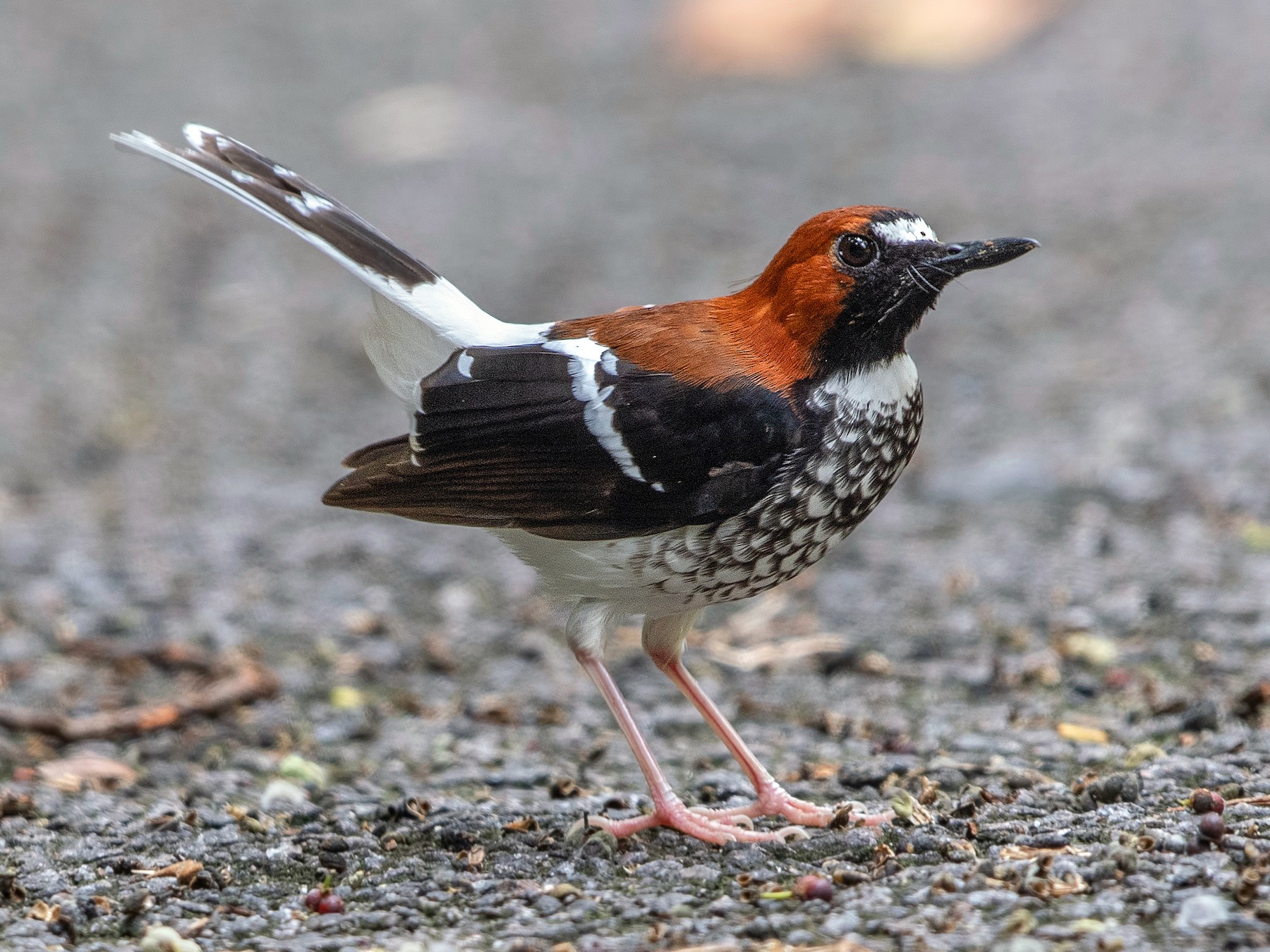 Chestnut-naped Forktail - eBird