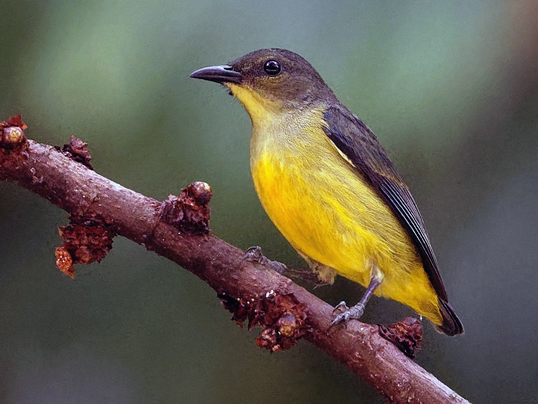 Orange-bellied Flowerpecker - eBird