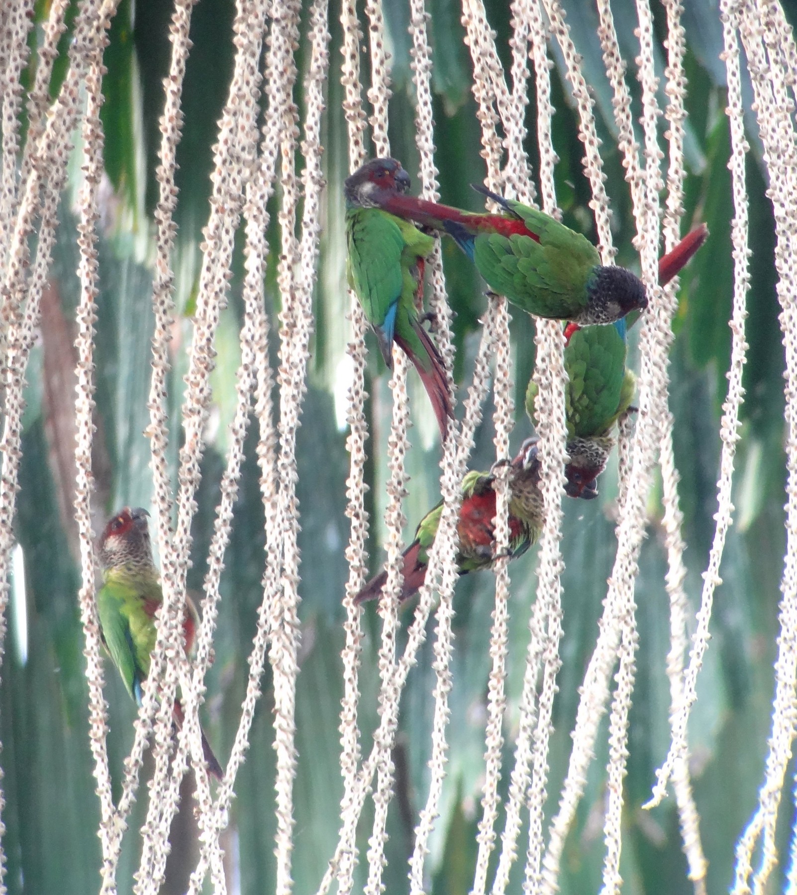 Rose-fronted Parakeet (Wavy-breasted) - eBird