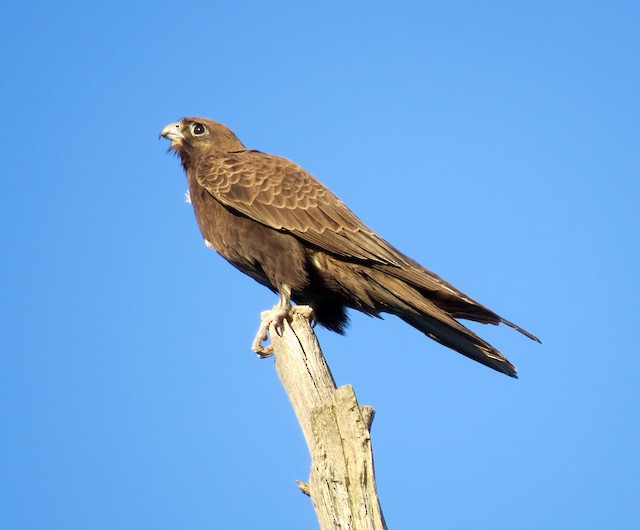Photos - Black Falcon - Falco subniger - Birds of the World