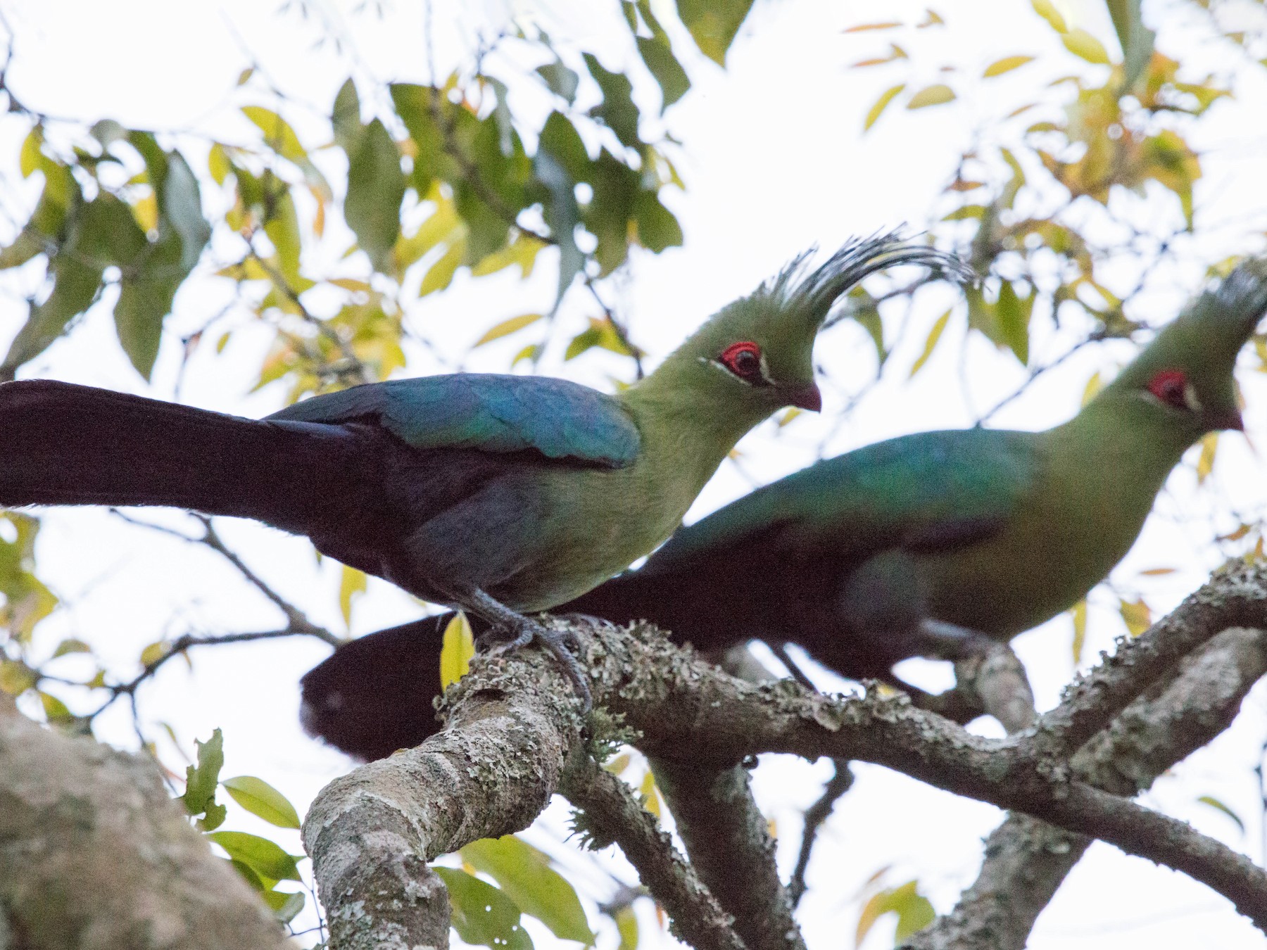 Schalow's Turaco - eBird