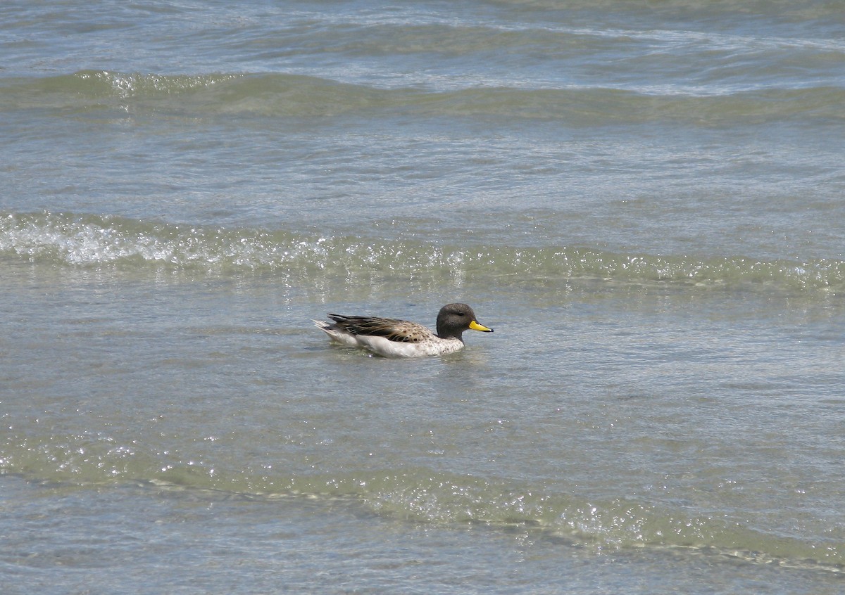 eBird Checklist - 2 Dec 2008 - Lake Titicaca - 29 species