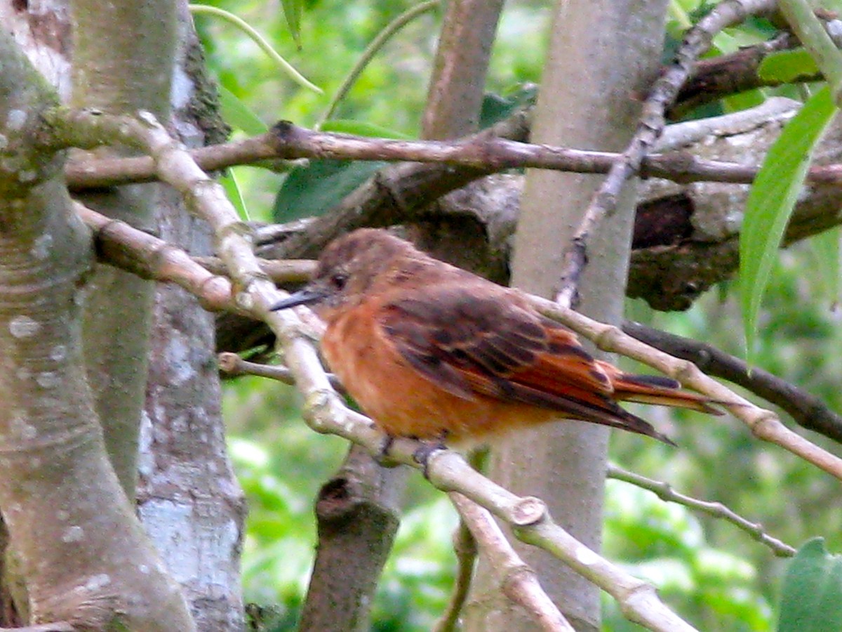 eBird Checklist - 6 Dec 2008 - Apa Apa Ecological Park - 94 species