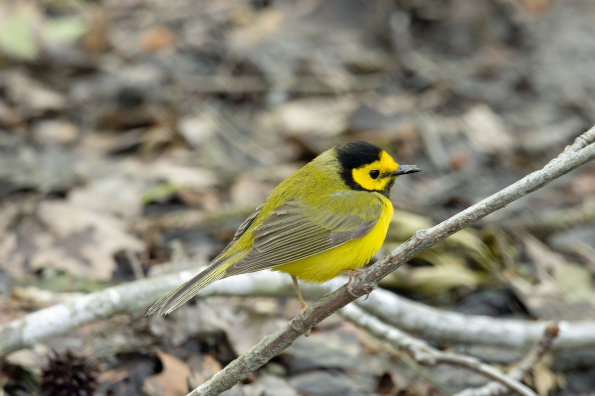 eBird Checklist - 19 Apr 2020 - Stumpy Lake Natural Area - 40 species ...