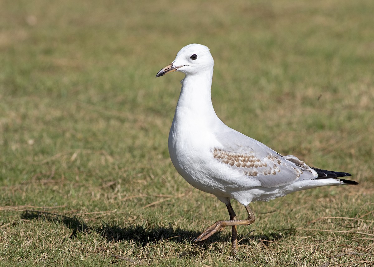 ML225377621 Silver Gull Macaulay Library
