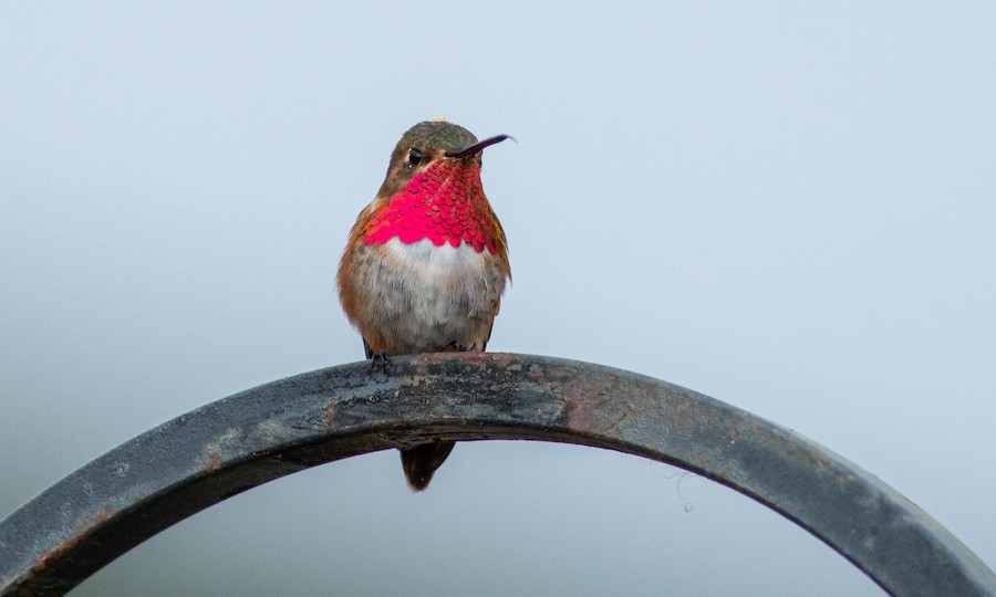 Calliope x Rufous Hummingbird (hybrid) - eBird