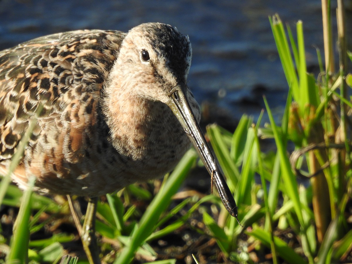 eBird Checklist - 19 Apr 2020 - Baskett Slough NWR - 19 species (+1 ...