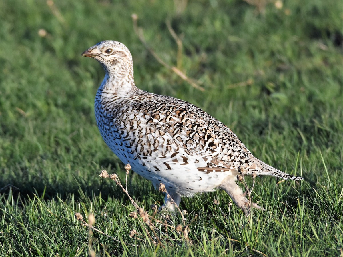 eBird Checklist - 13 Apr 2020 - Howell - 32 species