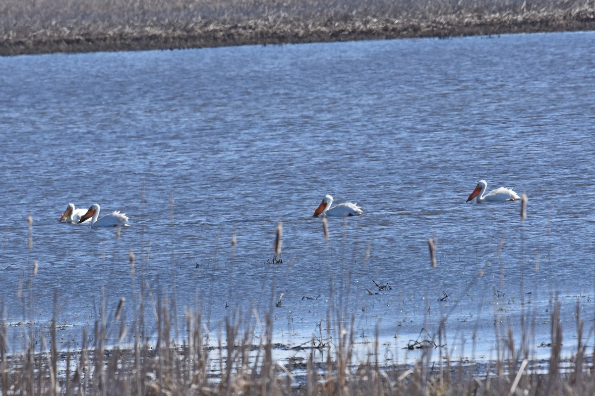 eBird Checklist - 20 Apr 2020 - Collins Marsh - 27 species