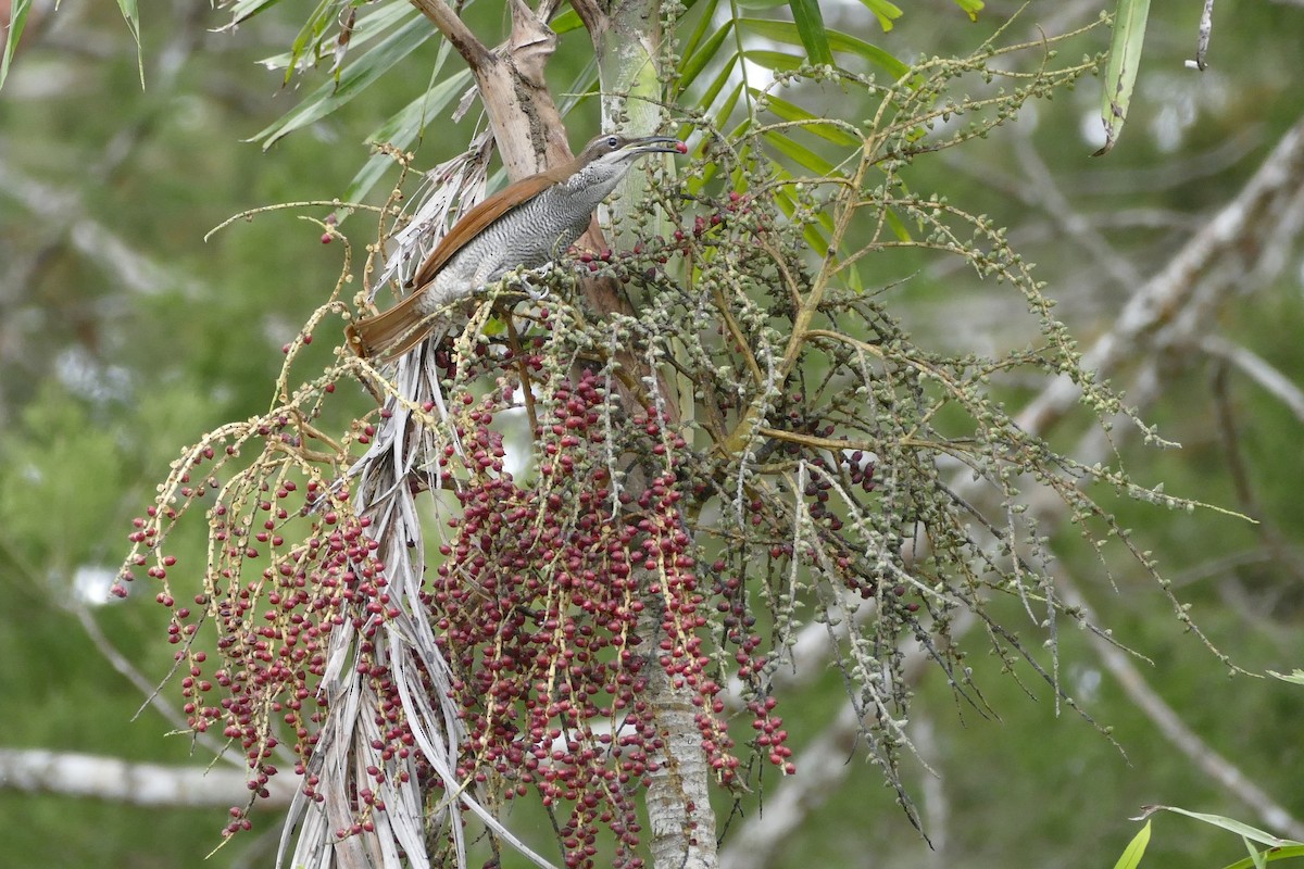 Growling Riflebird - Ptiloris intercedens - Birds of the World