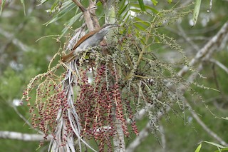Growling Riflebird - Ptiloris intercedens - Birds of the World