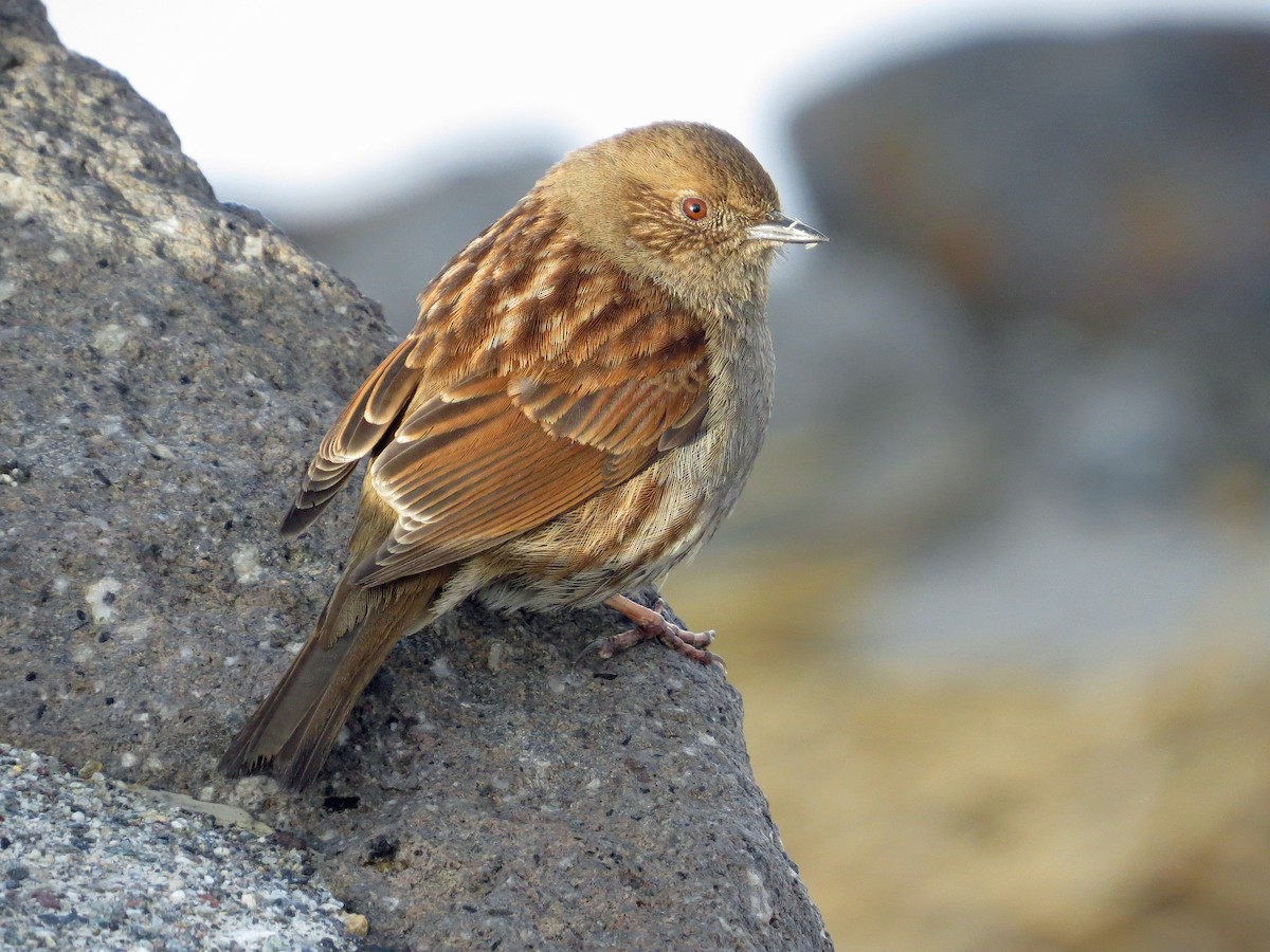 Japanese Accentor - Prunella rubida - Birds of the World