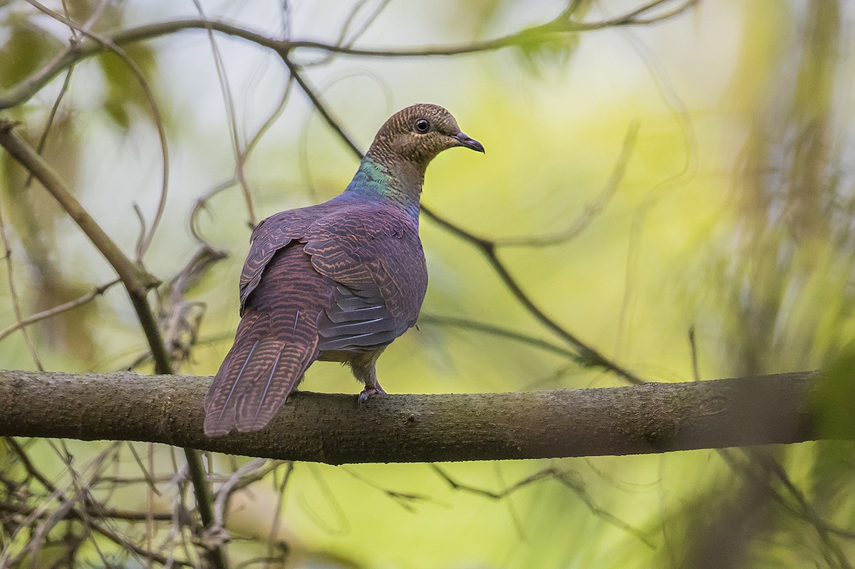eBird Checklist - 21 Apr 2020 - Pat Sin Leng Nature Trail, Shuen Wan HK ...