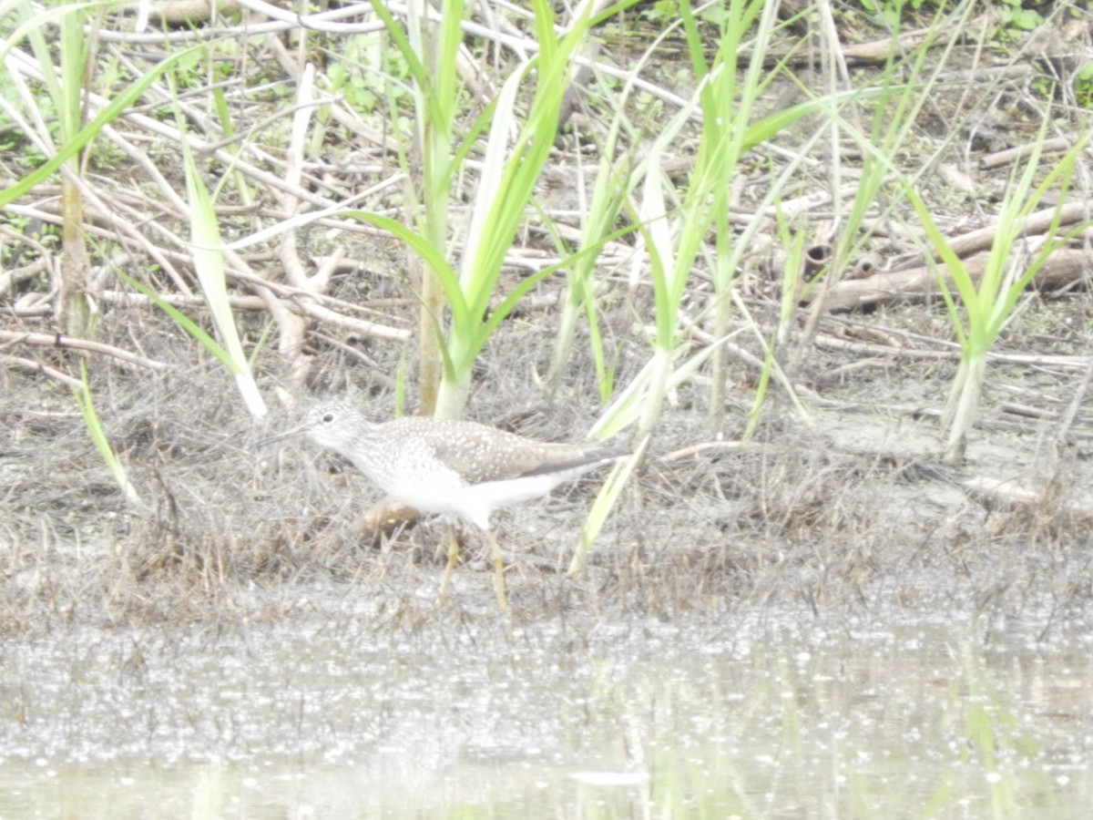 eBird Checklist - 20 Apr 2020 - Wilson Rd. - 35 species