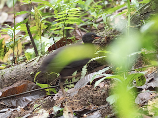 Berlepsch's Tinamou - Crypturellus berlepschi - Birds of the World