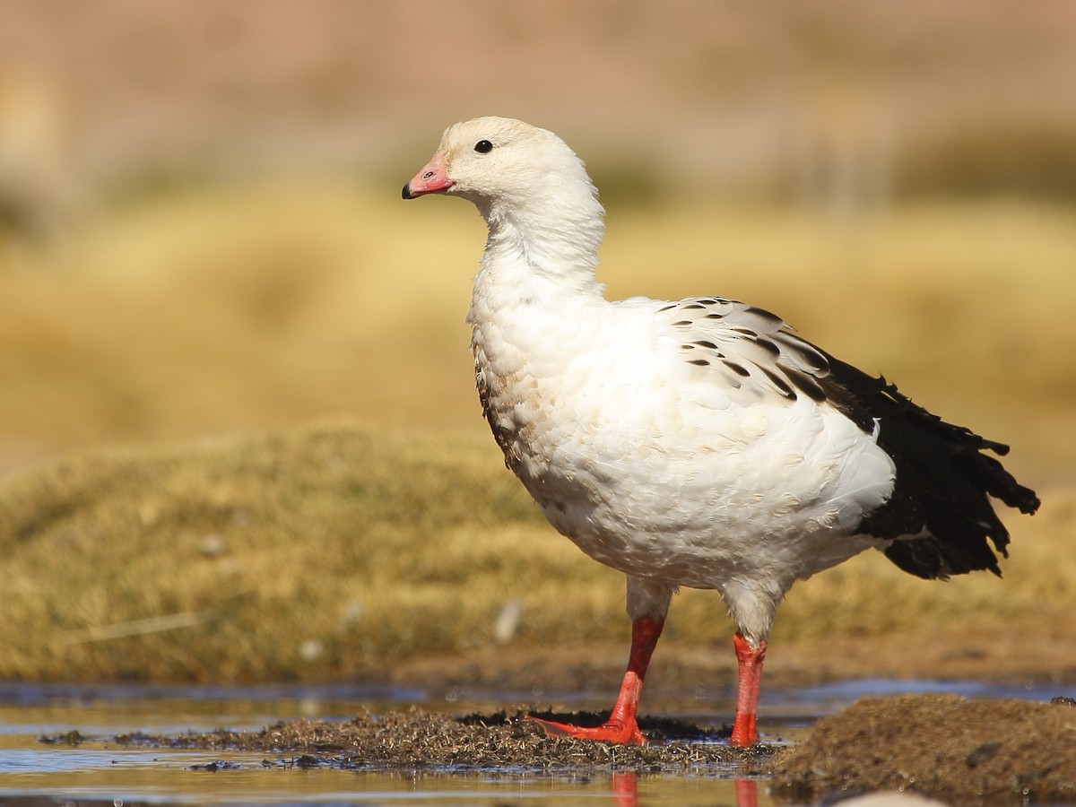 Andean Goose - Oressochen melanopterus - Birds of the World