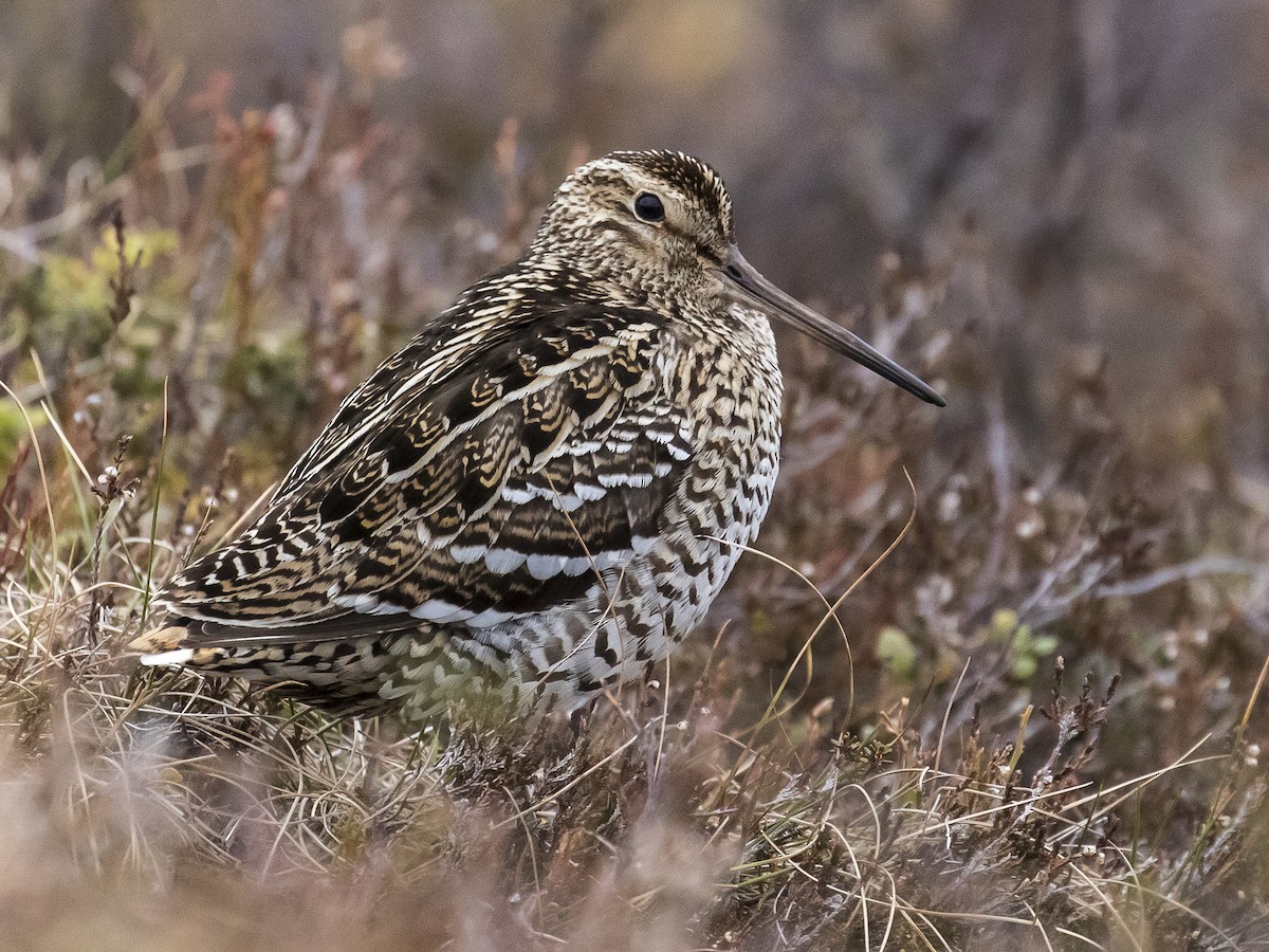 Great Snipe - Gallinago media - Birds of the World