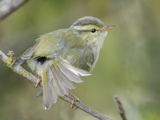 Blyth's Leaf Warbler - Phylloscopus reguloides - Birds of the World