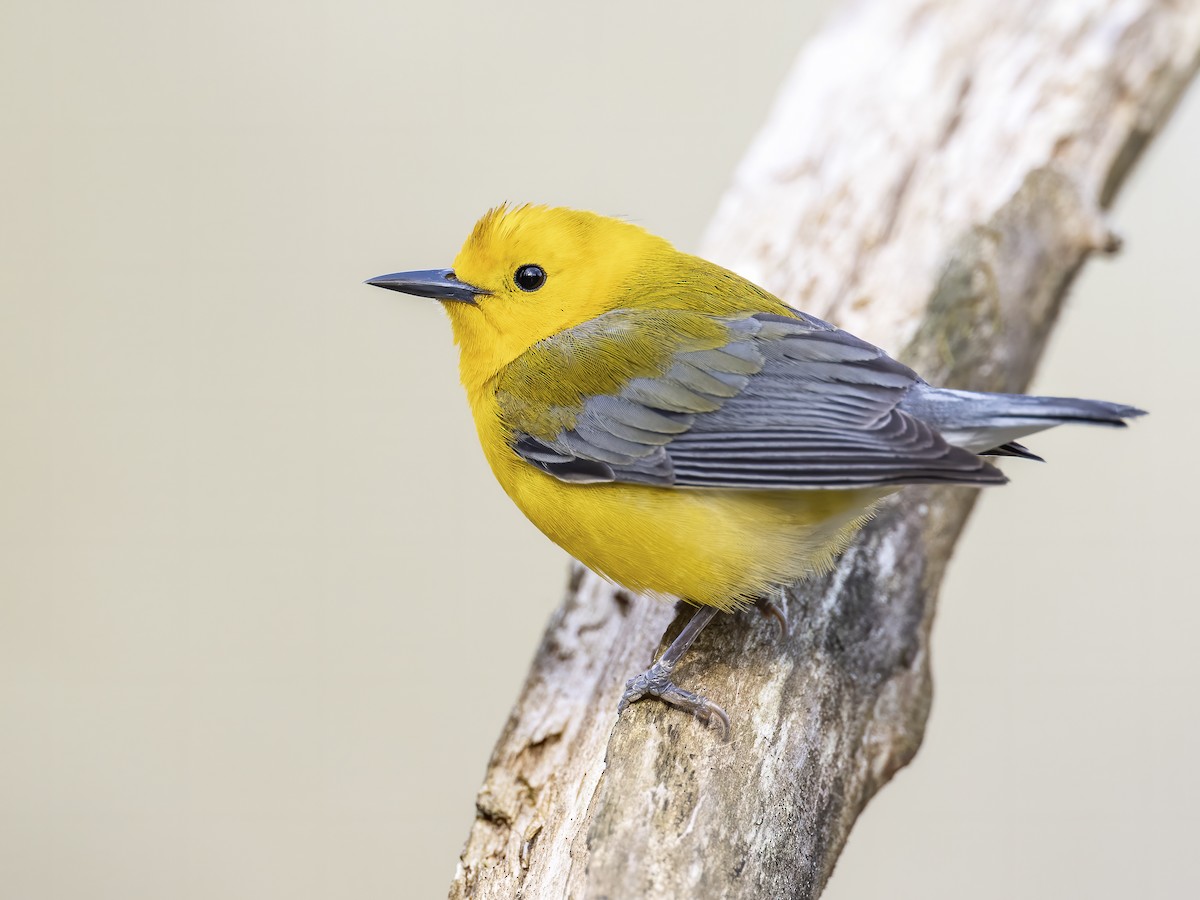 Prothonotary Warbler Range