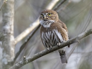 Northern Pygmy Owl Nest