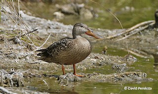 Illustrated Checklist - Palmyra Atoll NWR (restricted access), 95, UM ...