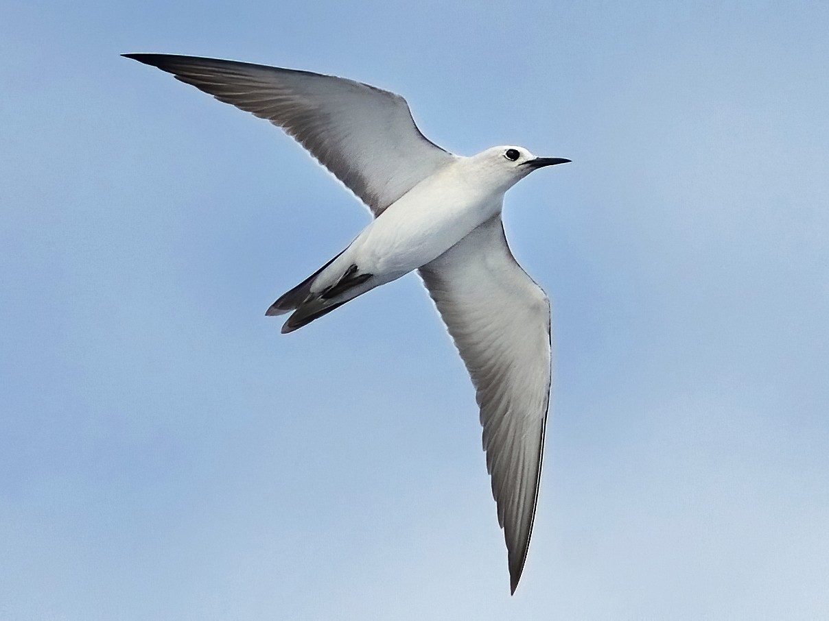 Gray Noddy - eBird