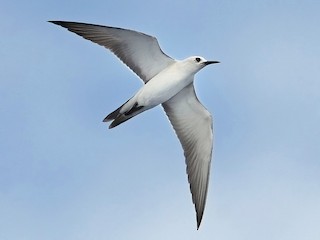 Gray Noddy - eBird